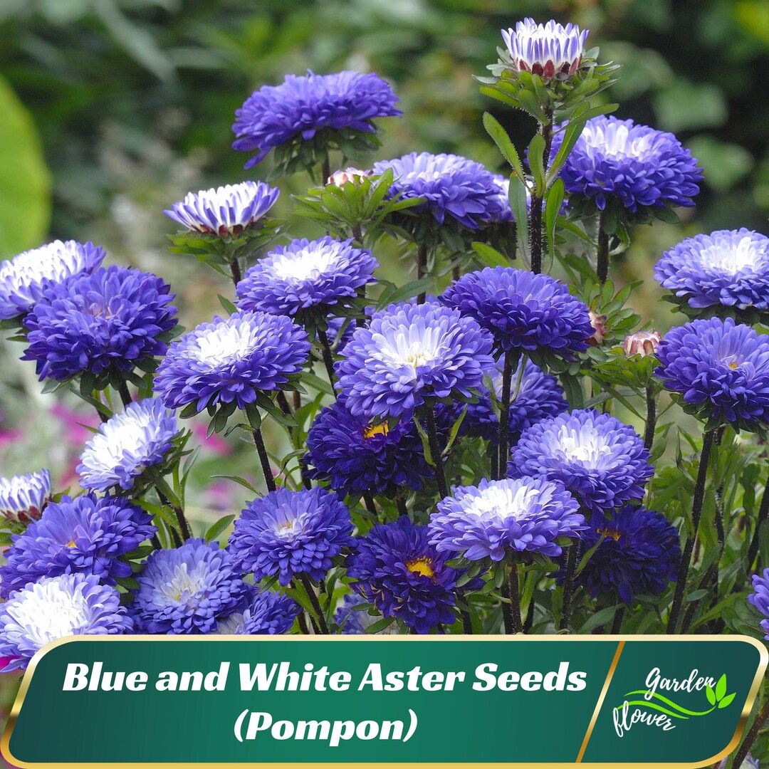 Aster Seeds (pompon) - Blue and White - Cold Resistant - Clumping ...