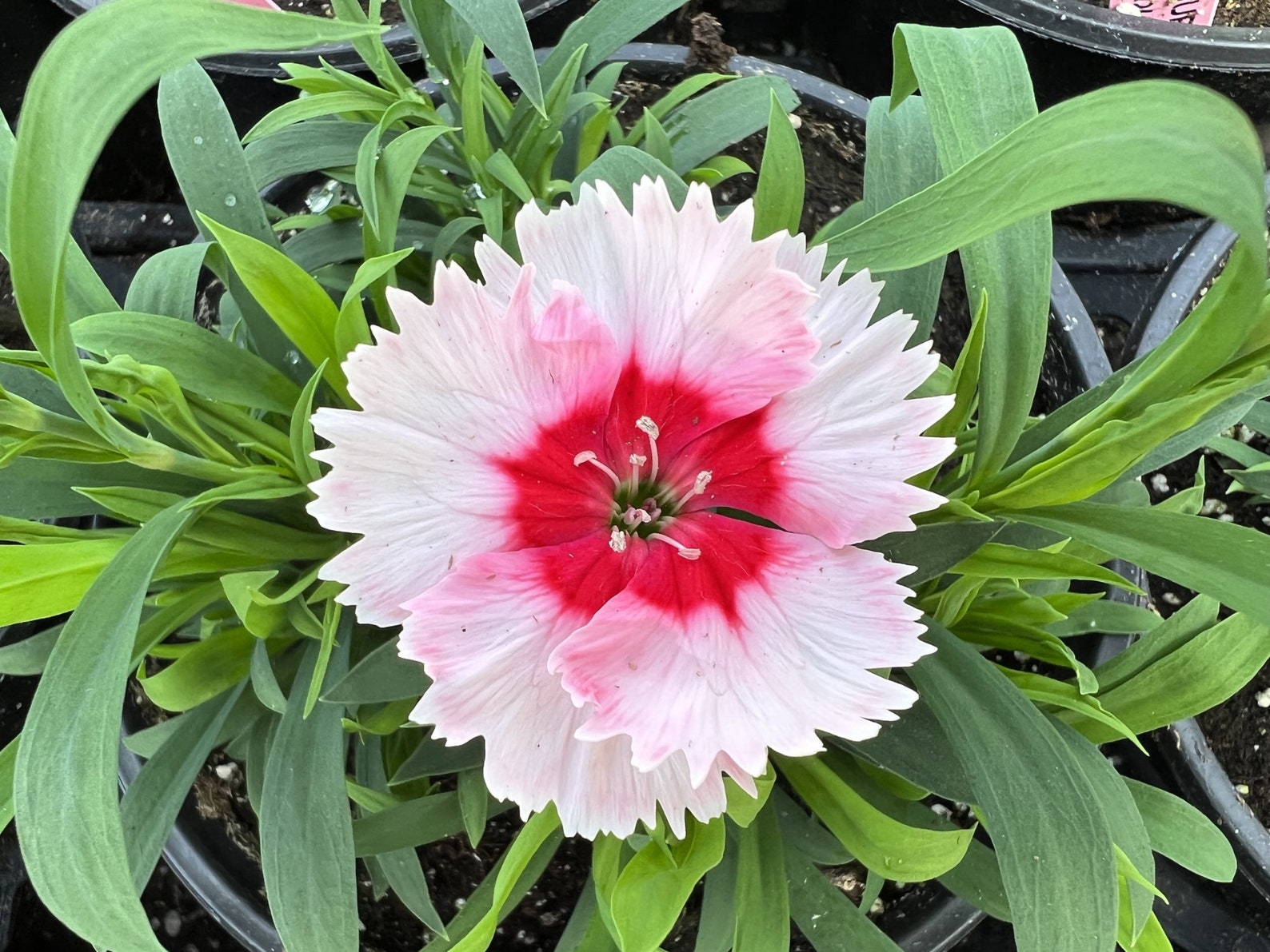 Super Parfait Strawberry Carnations - Authentic Seeds - Cold Resistant ...