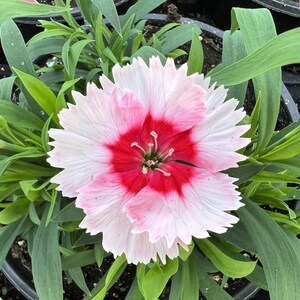 Super Parfait Strawberry Carnations - Authentic Seeds - Cold Resistant ...