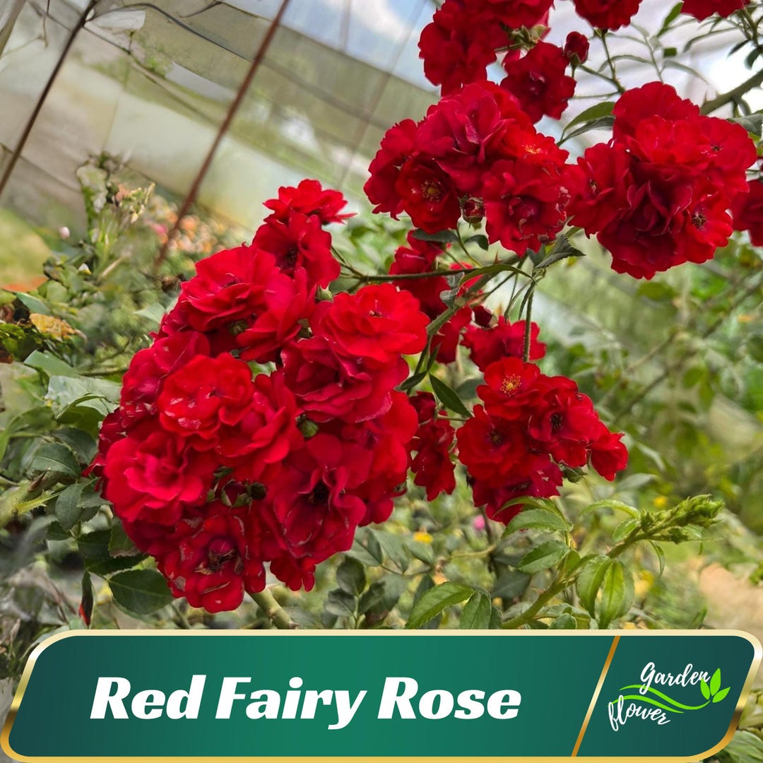 30+ Rare Seeds| Red Fairy Rose Seeds- Perennial - Authentic Seeds ...