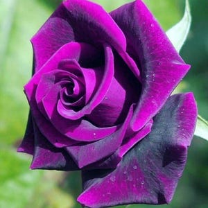 30+ Rare Seed| Dark Purple Rose Seeds - Perennial - Authentic Seeds ...