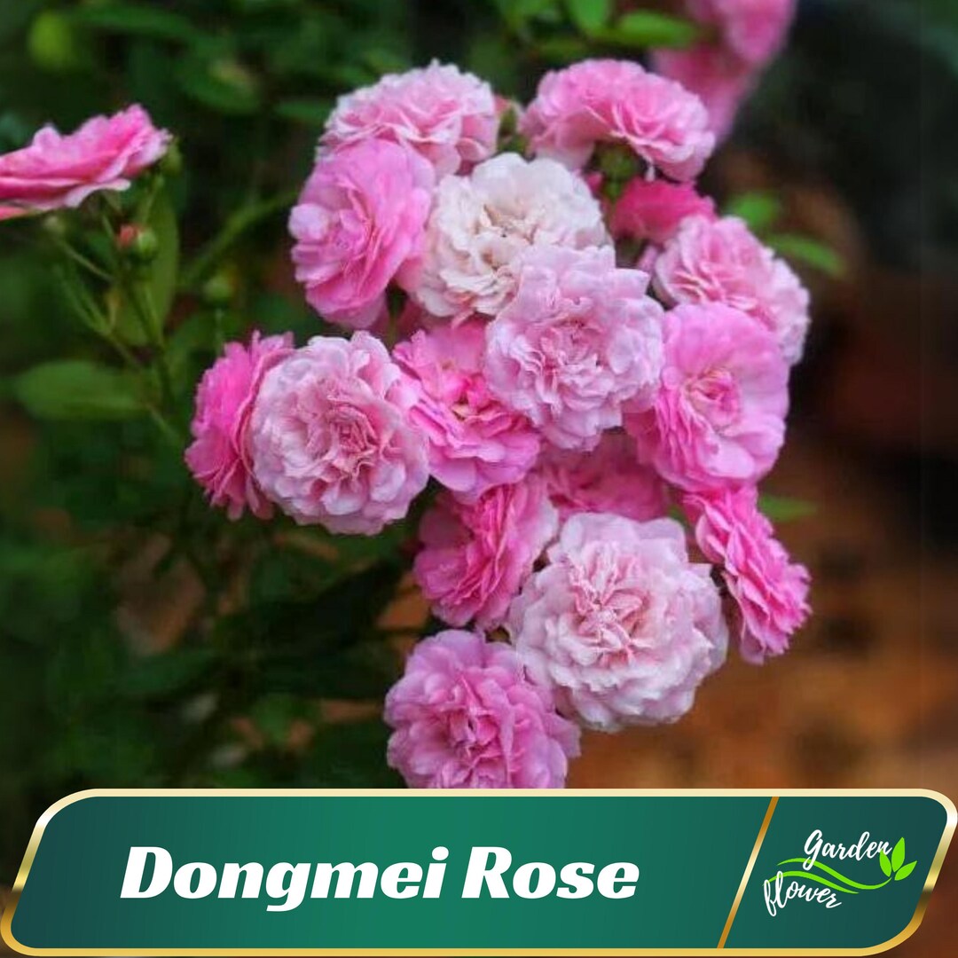 25+ Rare Seeds| Dongmei Rose Seeds - Perennial - Authentic Seeds - Rose Flower - Late Winter to ...