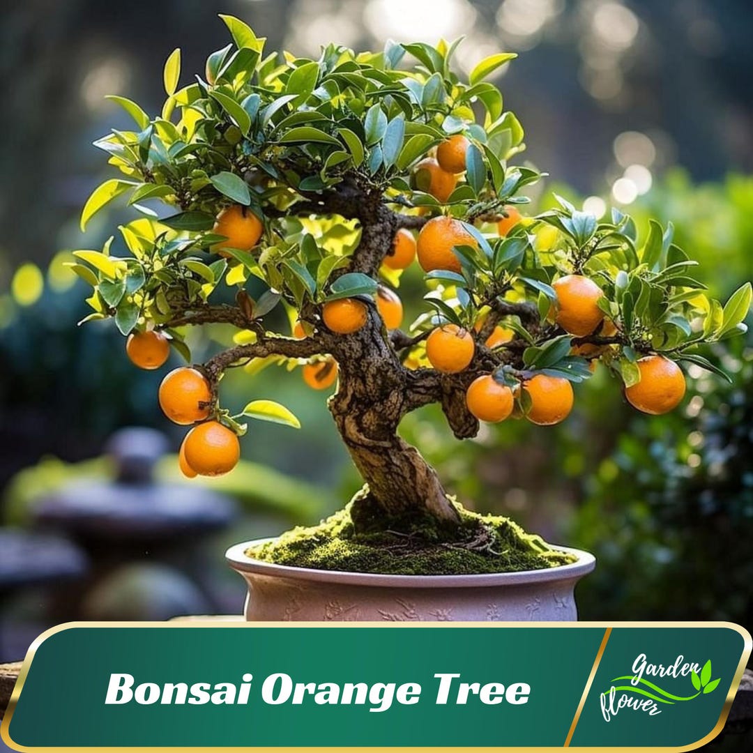 Bonsai Orange Tree Seeds - Perennial - Authentic Seeds - Organic Seeds ...