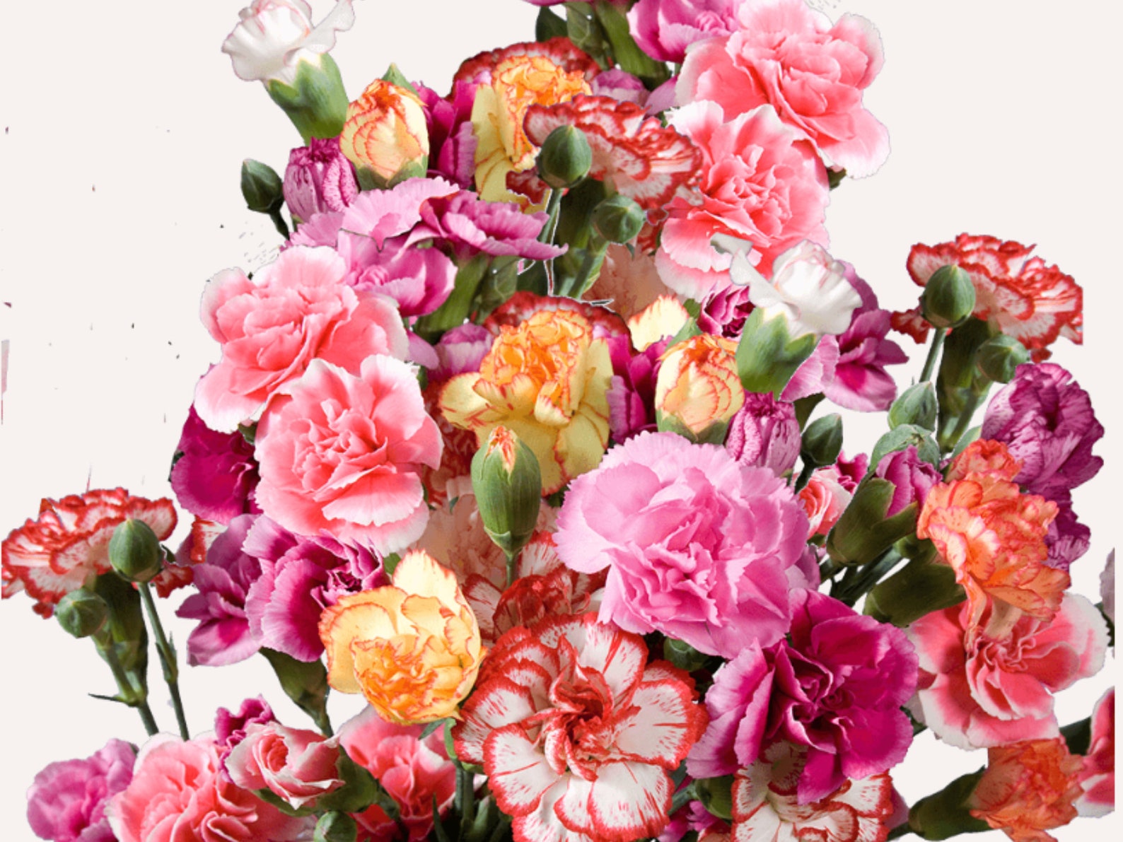 Mixed Mini Carnations - Dianthus - Authentic Seeds - Cold Resistant ...