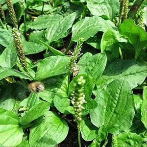 Broadleaf Plantain Seeds - Perennial - Authentic Seeds - Organic - Fast ...