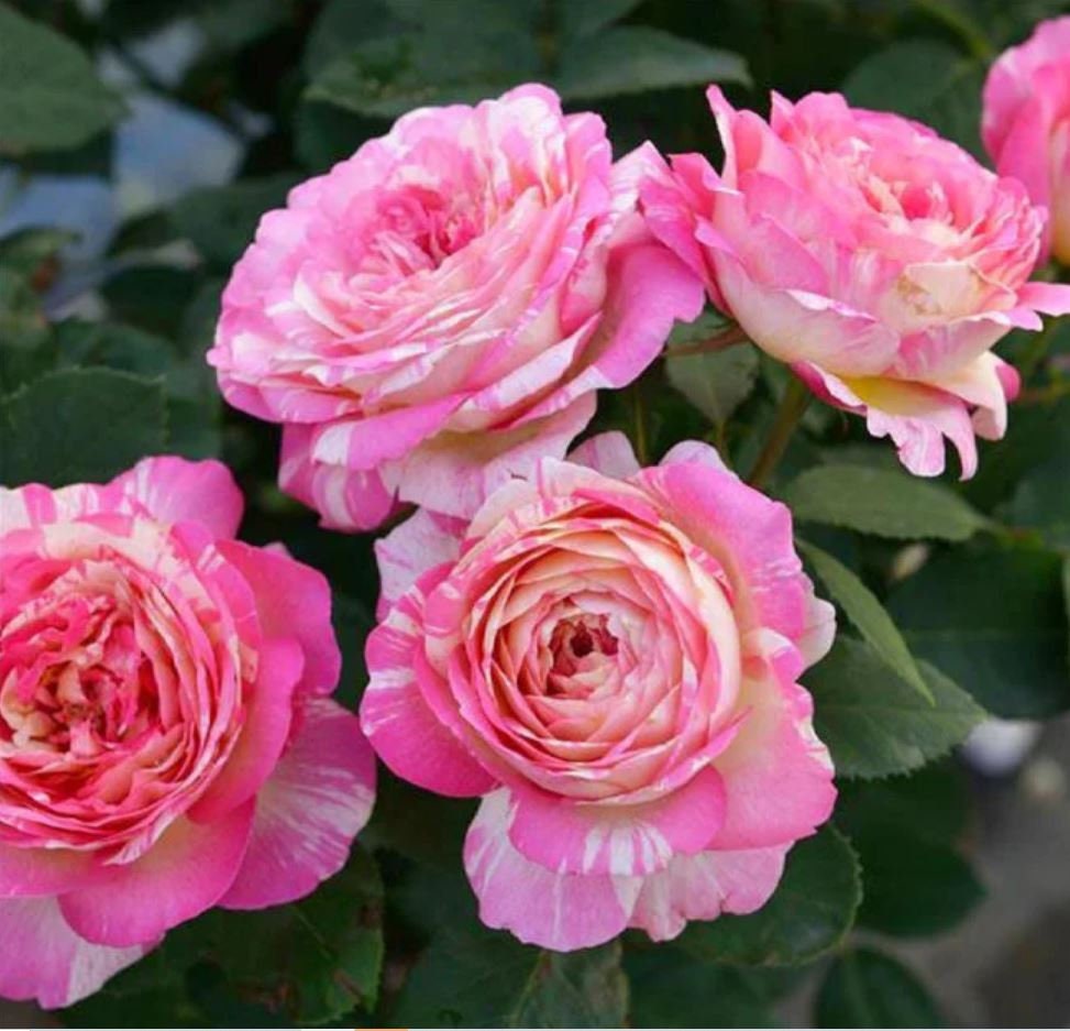 25 Rare Seeds Pink White Rose Seeds Perennial authentic - Etsy