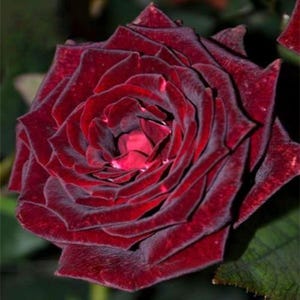 30+ Pcs Rare Seed| True Blood Rose Seeds - Perennial - Authentic Seeds ...