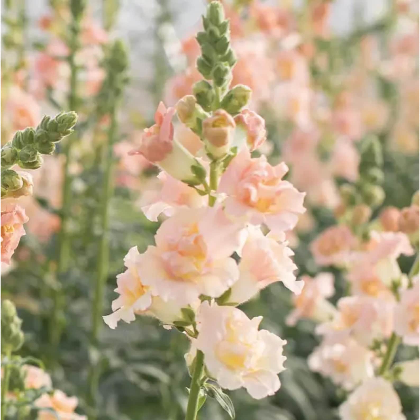 Snapstar Champagne Snapdragon Seeds – Soft Peach-champagne Blooms ...