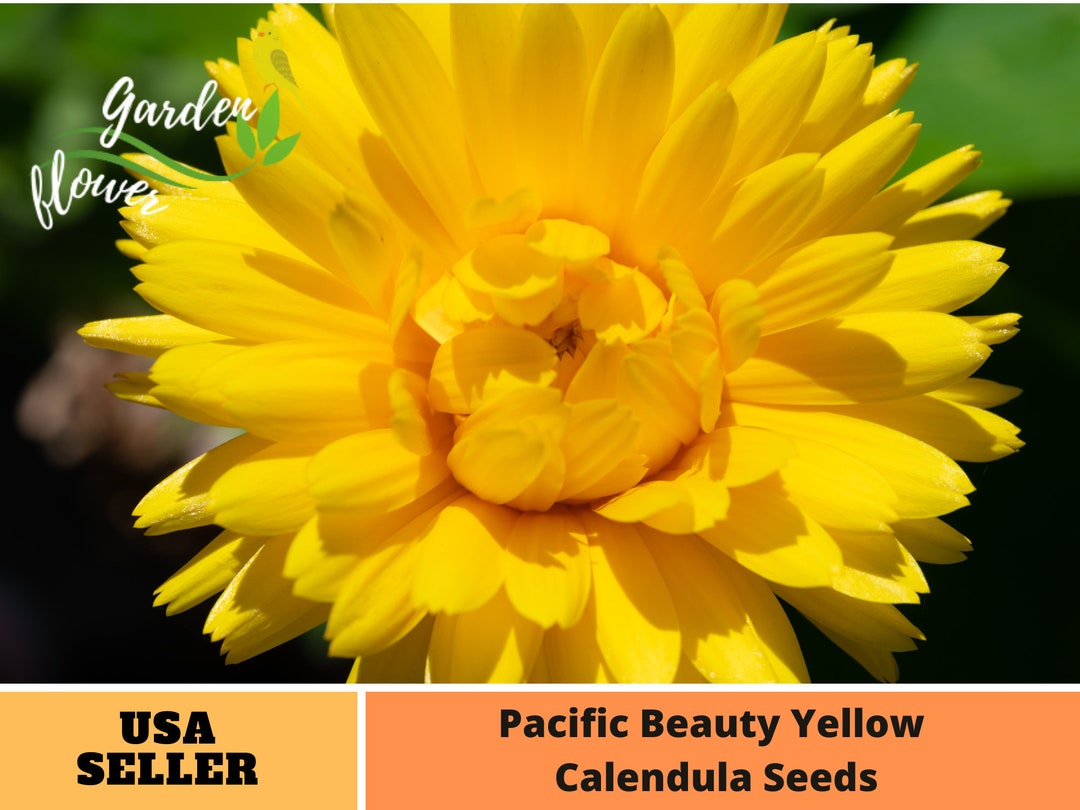 50 Seeds Pacific Beauty Yellow Calendula Seeds-perennial authentic ...
