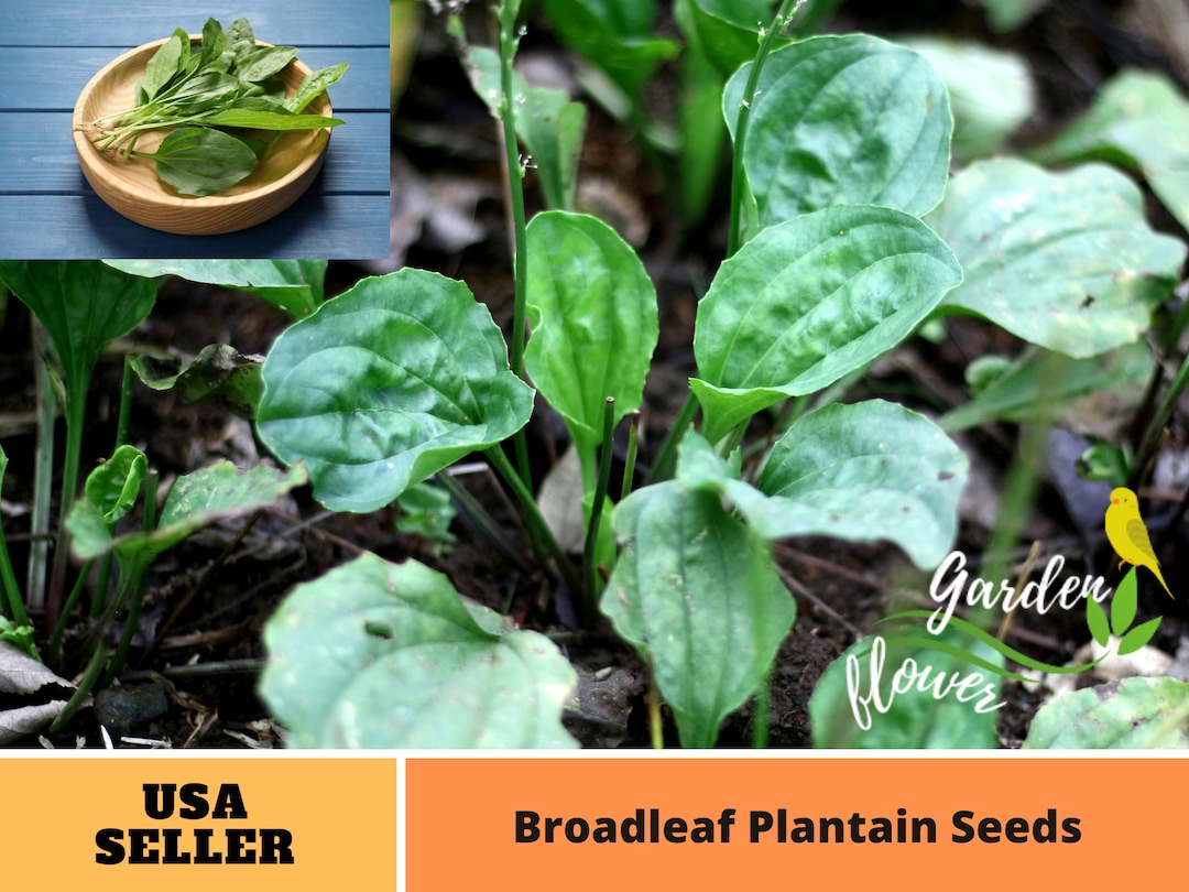 Broadleaf Plantain Seeds Perennial Authentic Seeds Organic Fast Growing ...