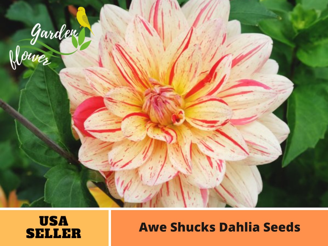 Red White Awe Shucks Dahlia Perennial Flower Seeds authentic Seeds ...