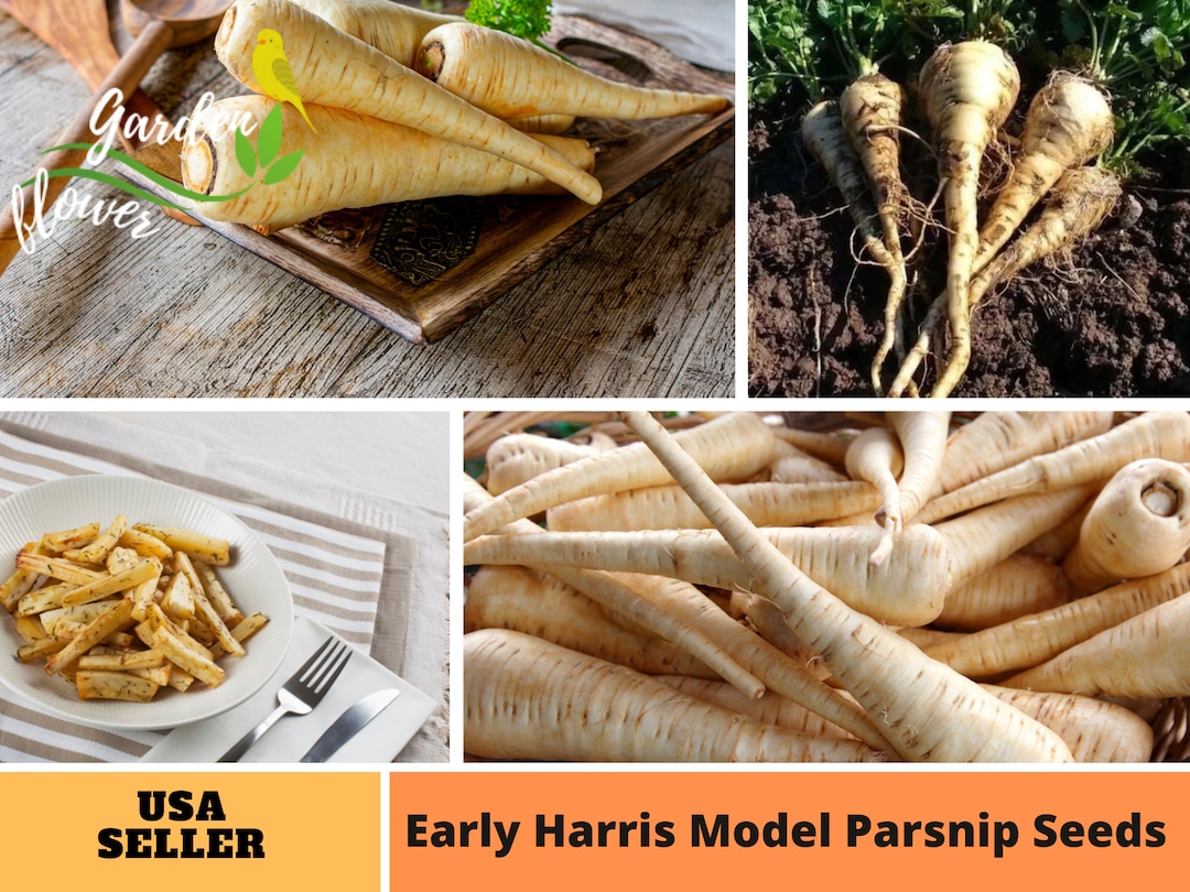 Early Harris Model Parsnip Seeds-perennial authentic Seeds-flowers ...