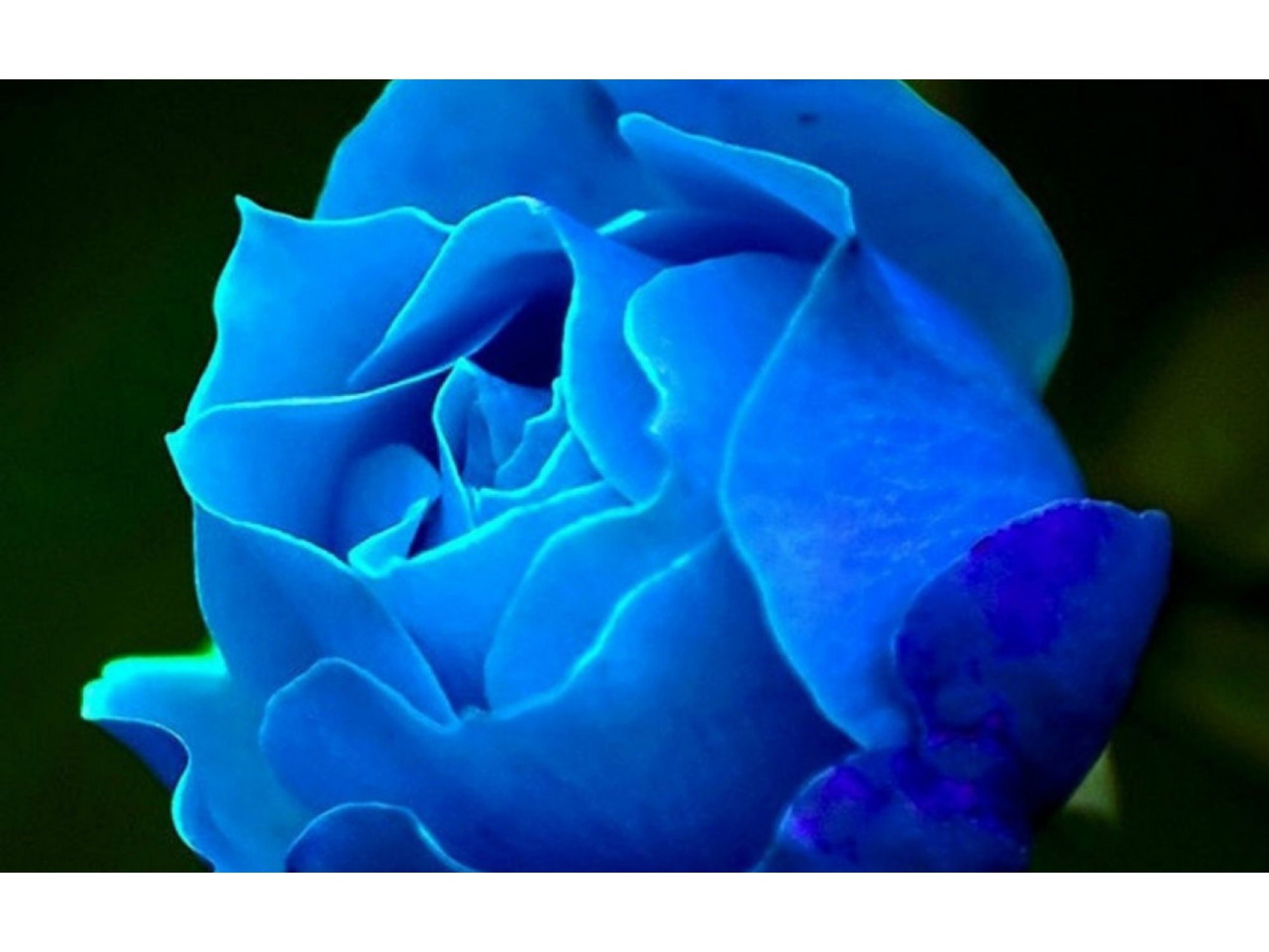 30 Rare Seeds| Light Blue Rose Seeds - Perennial - Authentic Seeds ...