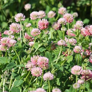 Pink Clover Seeds - Perennial - Authentic Seeds - Air Purifying ...