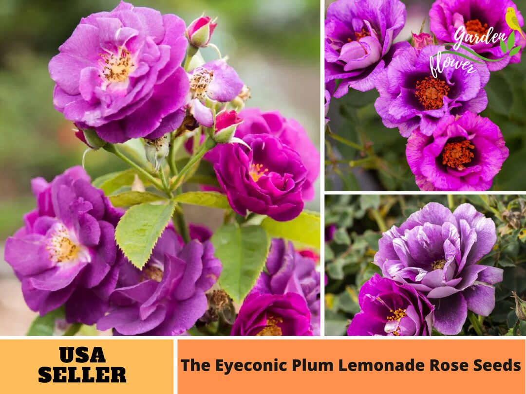 32 Seeds the Eyeconic Plum Lemonade Rose Seeds-perennial authentic ...