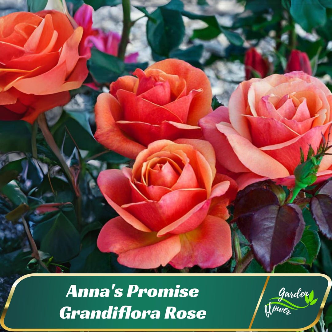 30+ Rare Seeds| Anna's Promise Grandiflora Rose Seeds - Perennial ...