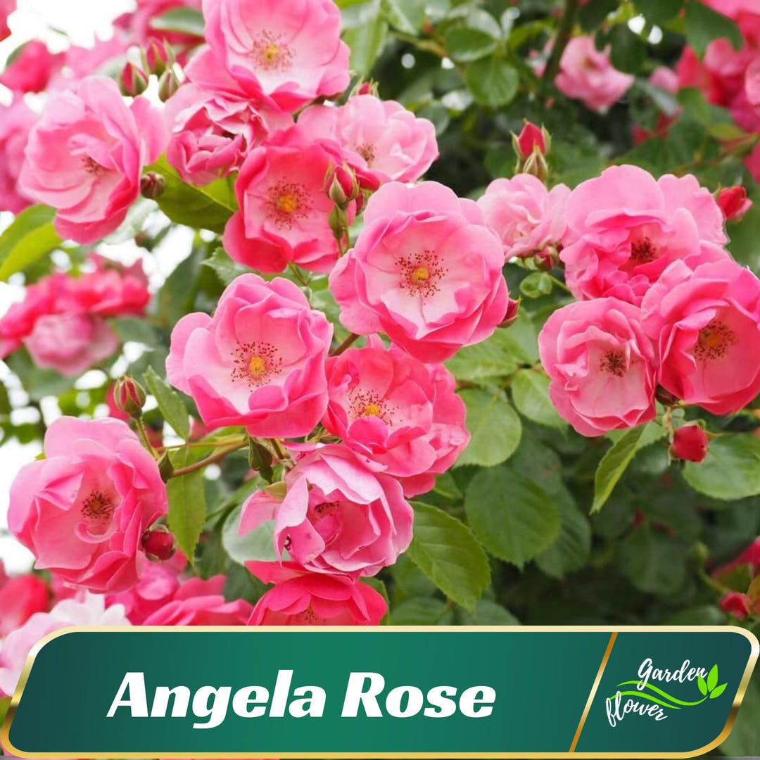 30+ Rare Seeds| Angela Rose Seeds- Perennial - Authentic Seeds - Late ...