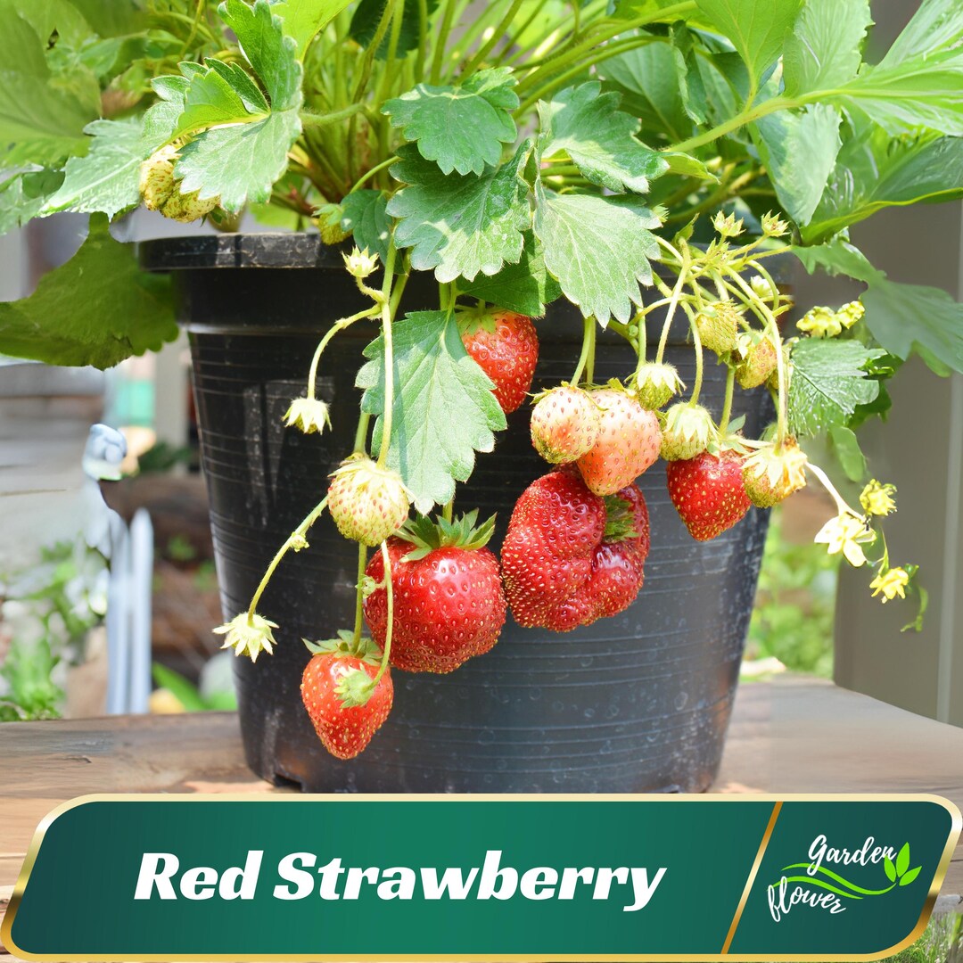 110 Seeds| Red Strawberry Seeds - Perennial - Authentic Seeds - Organic ...