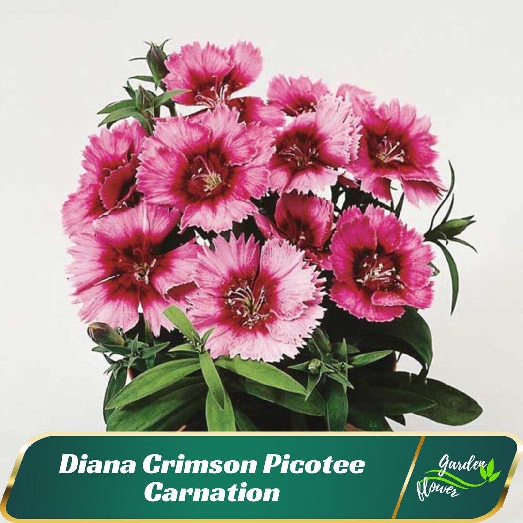 Diana Crimson Picotee Carnations - Dianthus - Authentic Seeds - Cold ...