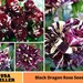 10 Rare Seeds Raspberry Sundae Peony Seeds perennial authentic Seeds ...