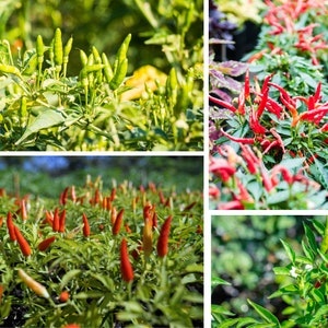 Bird's Eye Chili Peppers (thai) Seeds – Annual - Vegetable Seeds - Fast ...