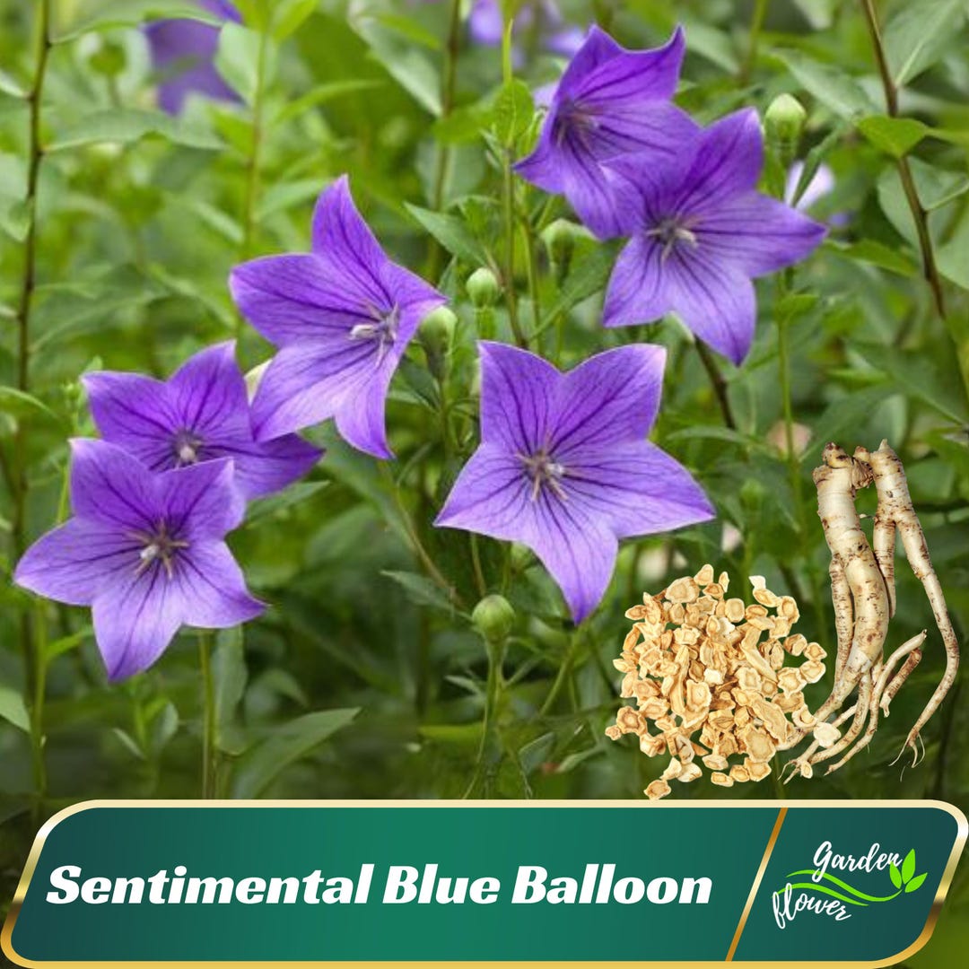 Blue Balloon Seeds - Perennial - Authentic Seeds - Herb Seeds ...