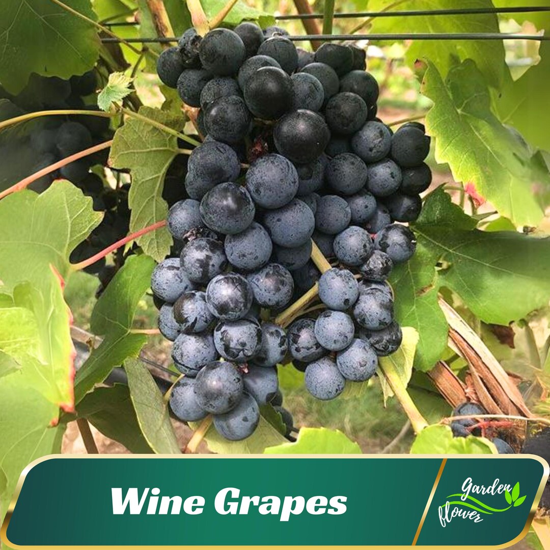 Grapes Wine Seeds - Authentic Seeds - Fruit Seeds - Vine Seeds ...