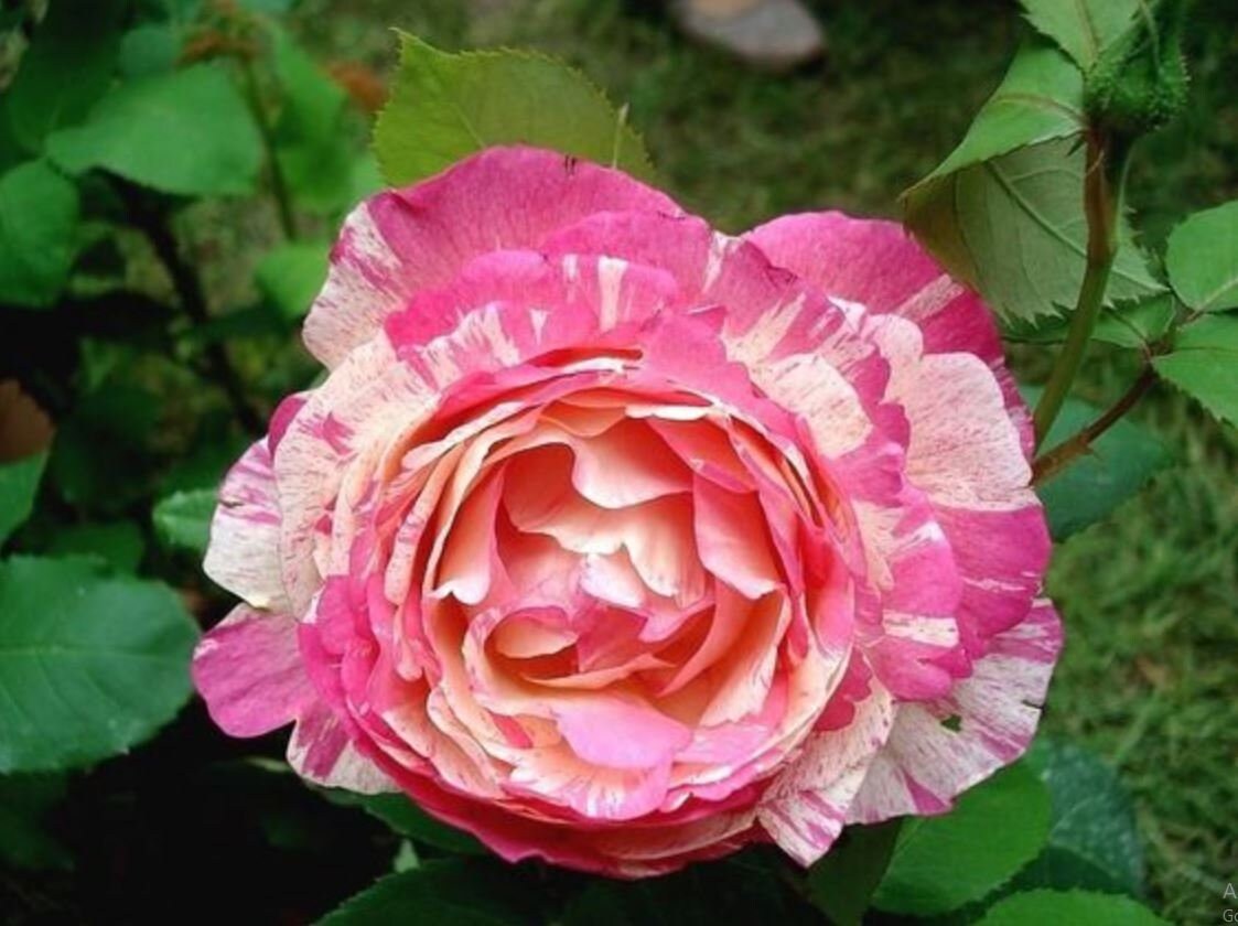 25 Rare Seeds Pink White Rose Seeds Perennial authentic - Etsy