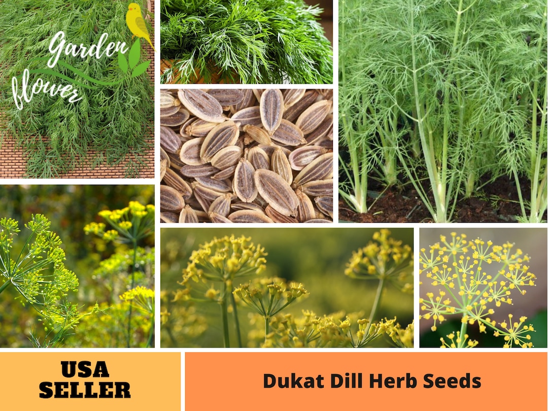 105 Seeds Dukat Dill Herb Seeds Authentic Seeds GMO Free Vegetable ...