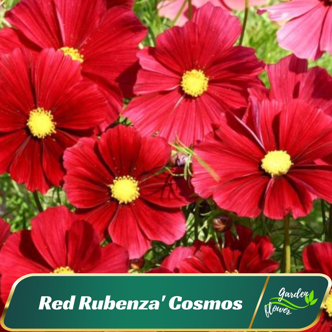 Red Cosmos Seeds - Authentic Seeds - Open-pollinating - Shrub Seeds ...