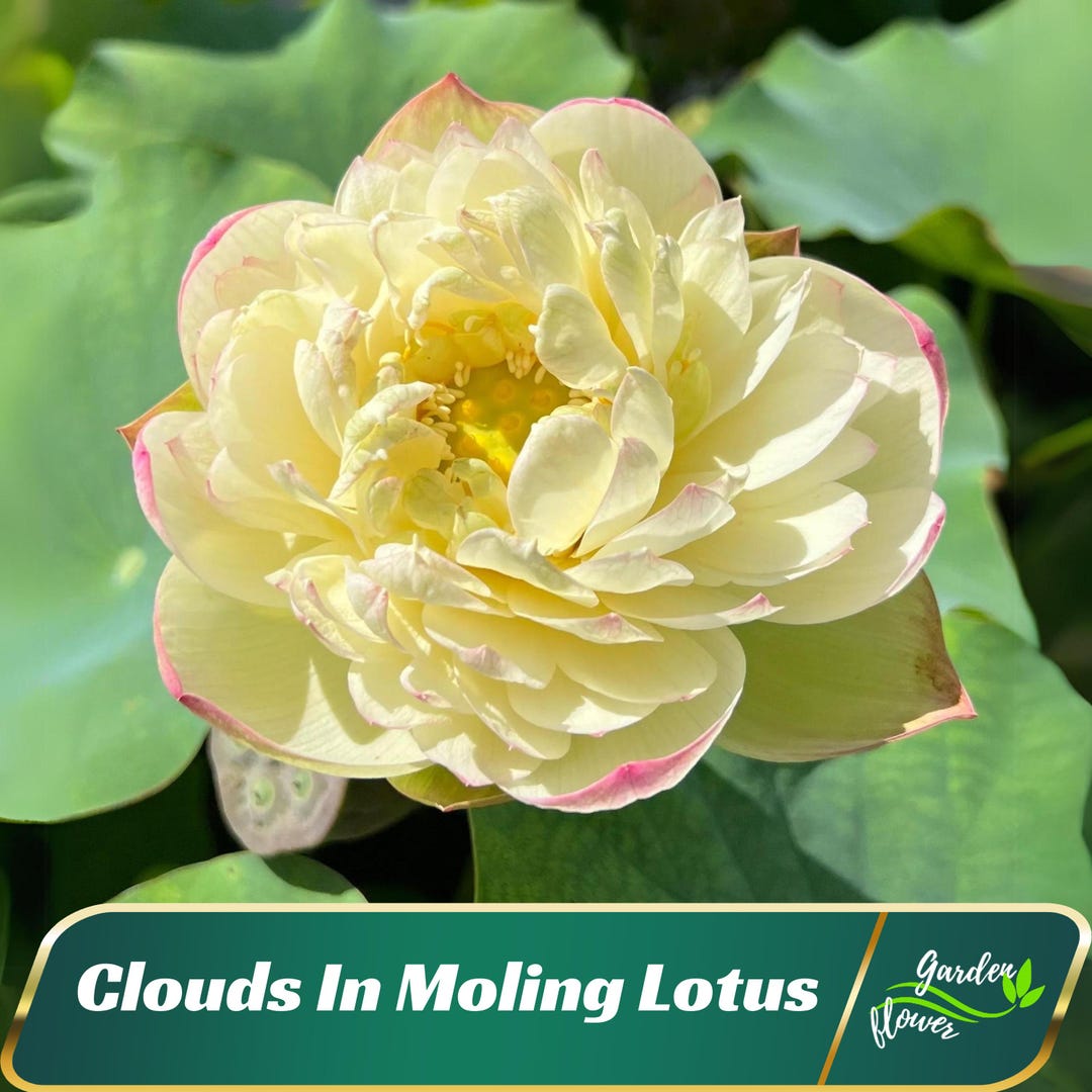 5 Clouds in Moling Lotus Seeds - Indian Lotus (nelumbo Nucifera) - Perennial- Edible - Cold ...