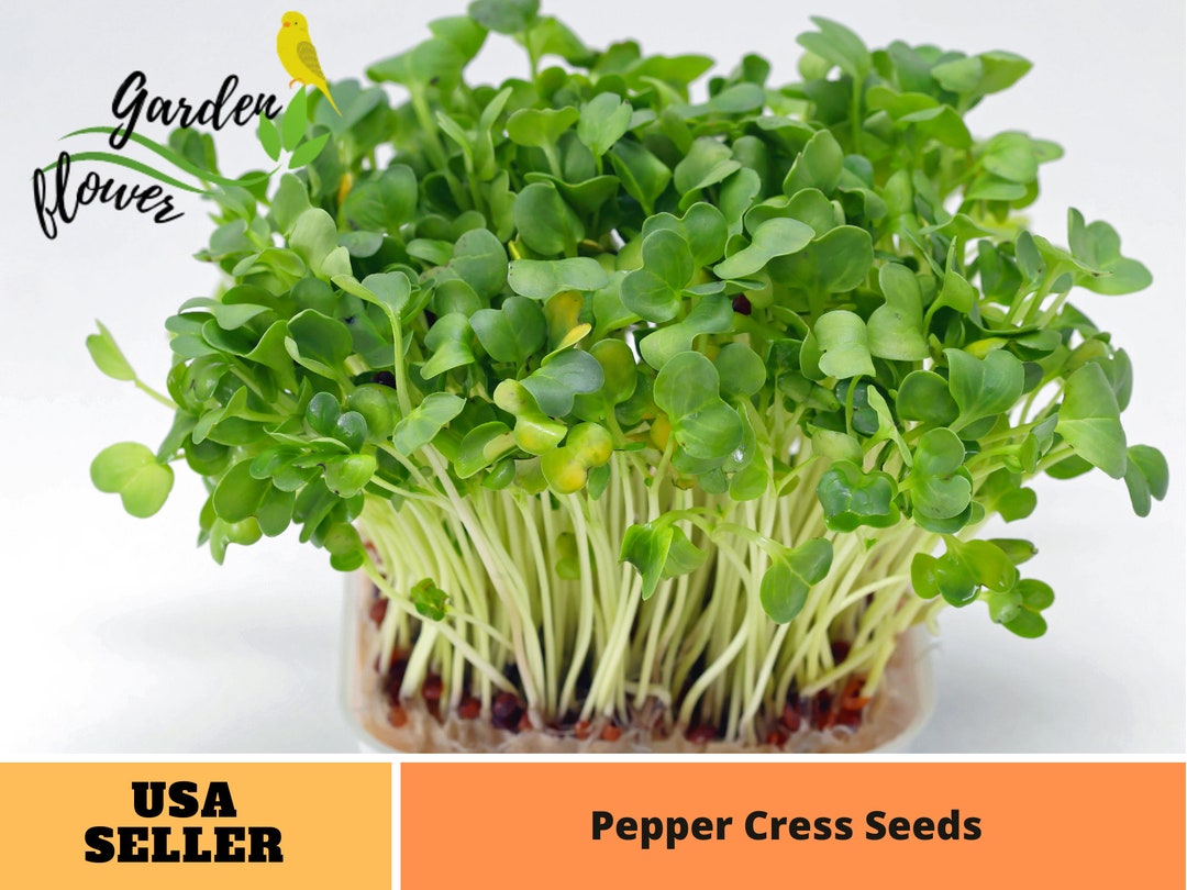 505 Seeds Cress, Pepper Seeds Authentic Seeds GMO Freevegetable Seeds ...