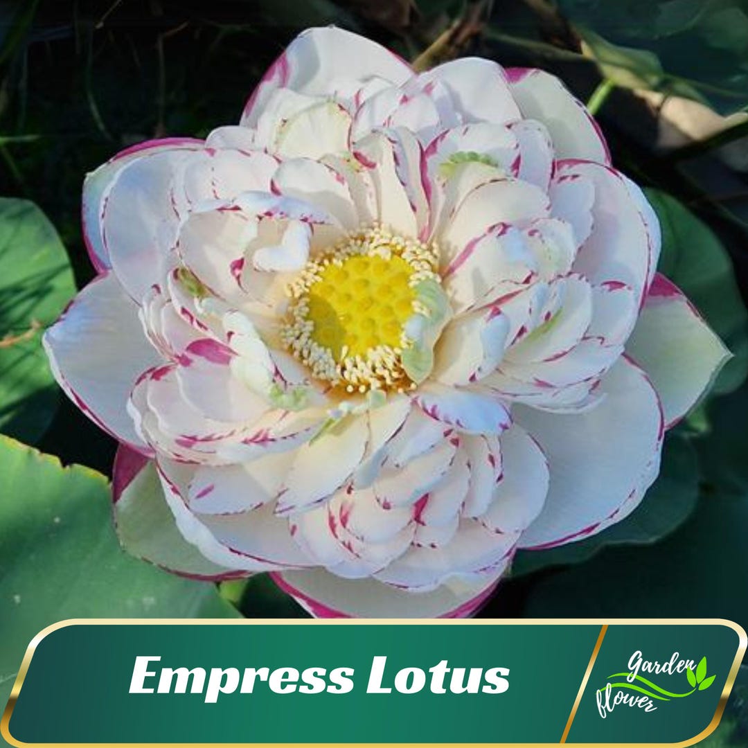 5 Empress Lotus Seeds - Indian Lotus (nelumbo Nucifera) - Perennial ...