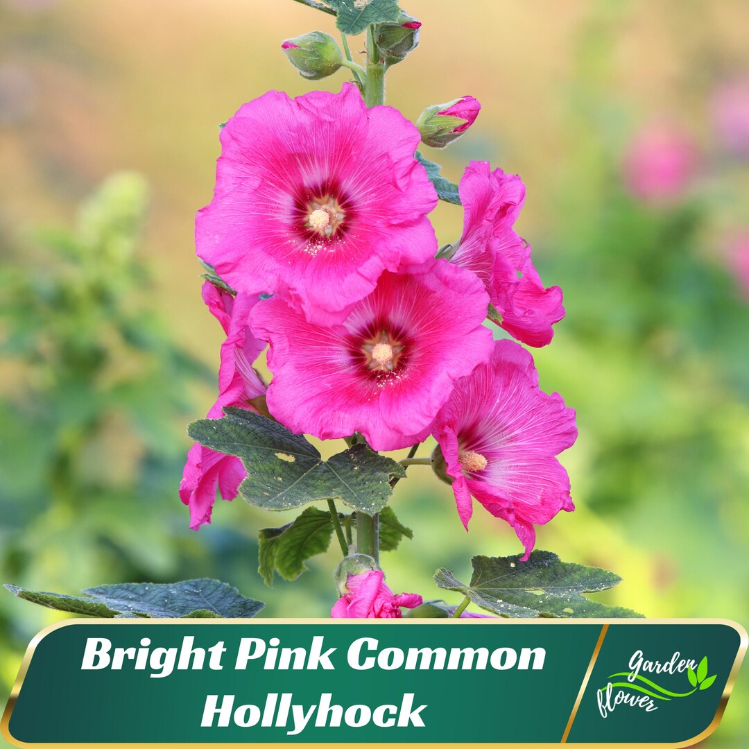 Bright Pink Common Hollyhock Seeds - Perennial - Authentic Seeds - Cold ...