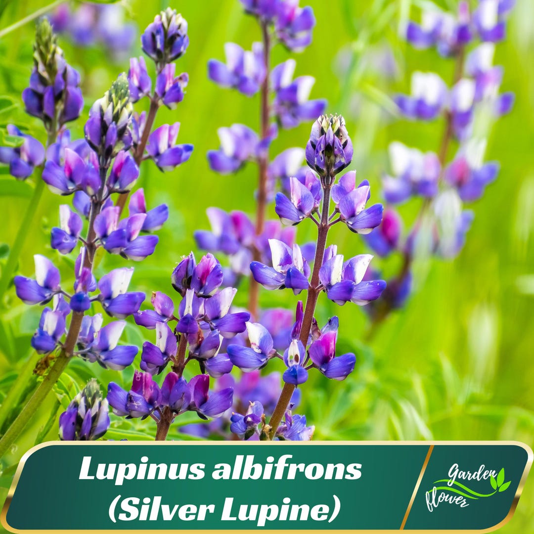 Lupinus Albifrons (silver Lupine) - Authentic Seeds ~ GMO Free ~ Seeds ...
