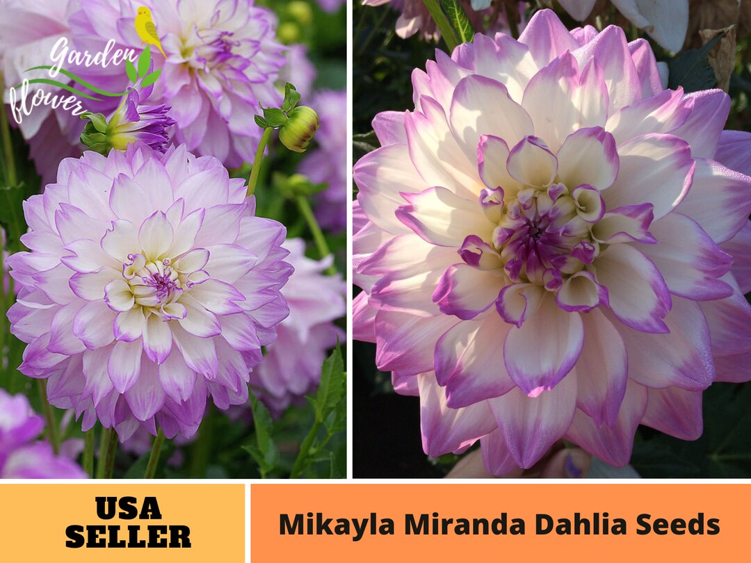 40 Seeds Mikayla Miranda Dahlia Perennial Flower Seeds - Etsy