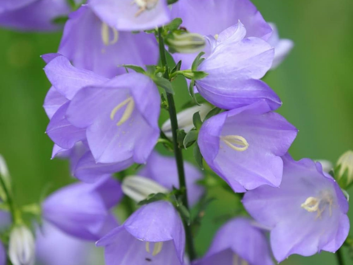 Campanula "blue Bell" Seeds - Perennial - Authentic Seeds - Bellflower ...