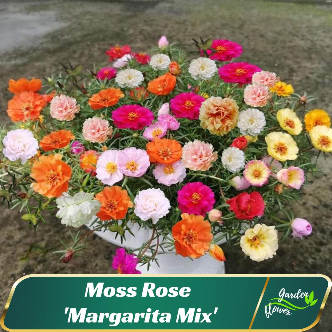Portulaca 'margarita Mix' - Authentic Seeds ~ GMO Free ~ Seeds~flower ...