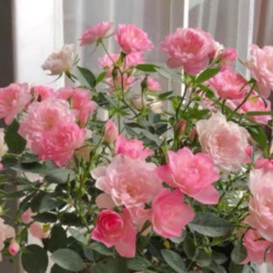 30 Rare Seeds Lotus Star Rose Seeds-perennial authentic Seeds-flowers ...