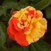 25 Rare Seeds Orange Intuition Rose Seeds-perennial authentic Seeds ...
