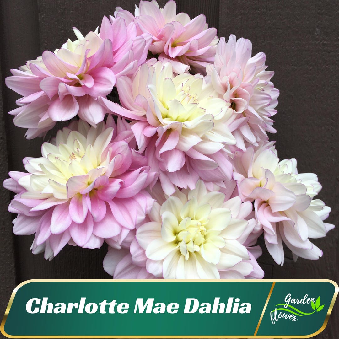 Pink Charlotte Mae Dahlia Flower Seeds - Perennial - Flowering - Fast ...