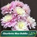 Purple White Bumble Rumble Dahlia Seeds Perennial Flowering Fast ...