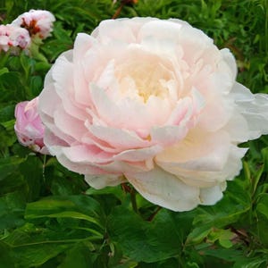 10+ Rare Seeds| Moon River Peony Seeds - Perennial - Authentic Seeds ...