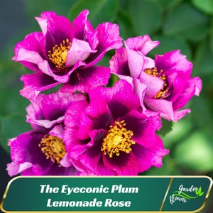 32+ Seeds| the Eyeconic Plum Lemonade Rose Seeds- Perennial - Authentic ...
