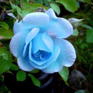 30 Rare Seeds| Light Blue Rose Seeds - Perennial - Authentic Seeds ...