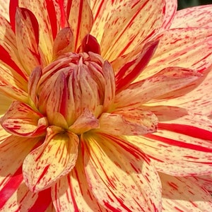 Red White Awe Shucks Dahlia Flower Seeds - Perennial - Authentic Seeds ...