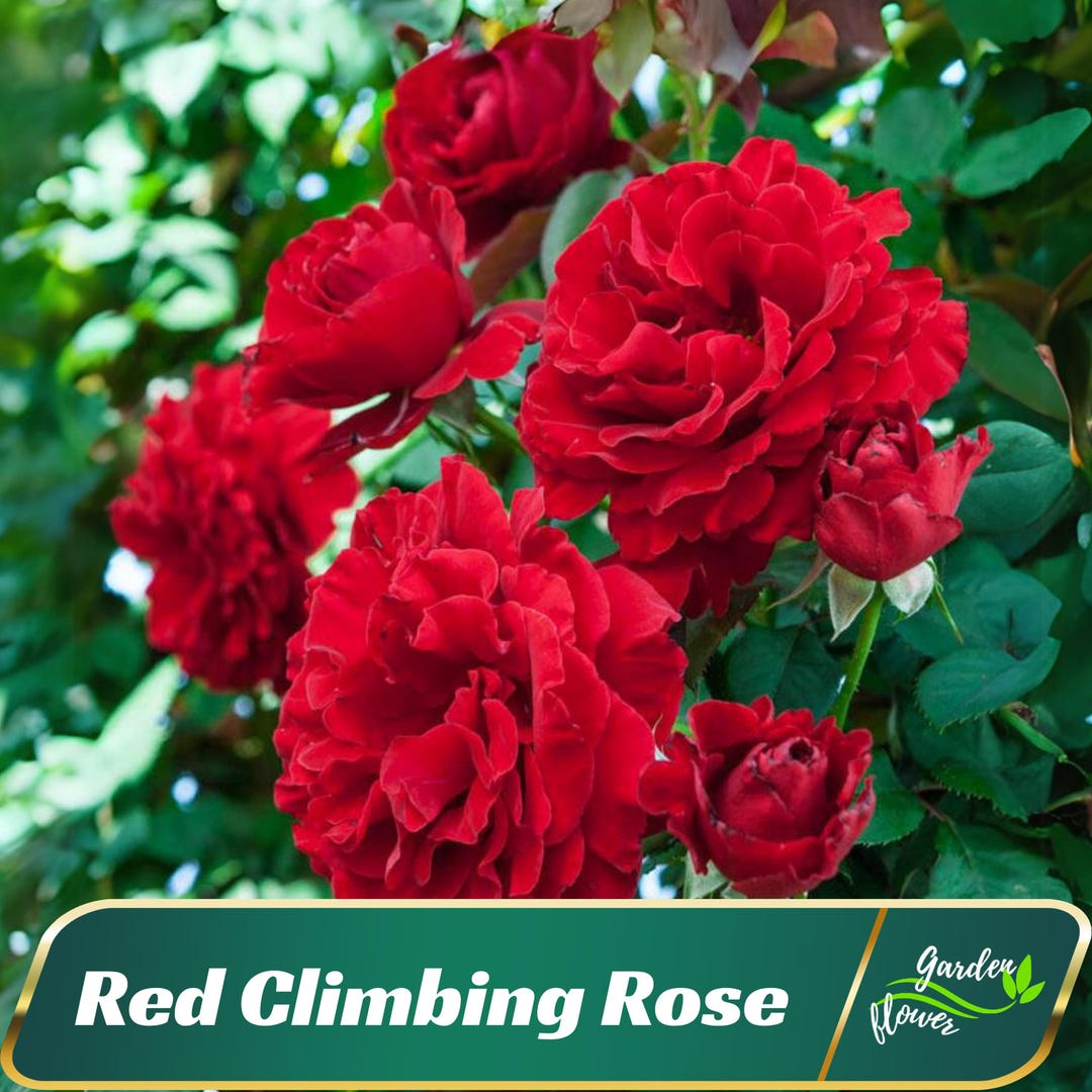 25+ Rare Seed | Red Climbing Rose Seeds - Perennial - Authentic Seeds ...