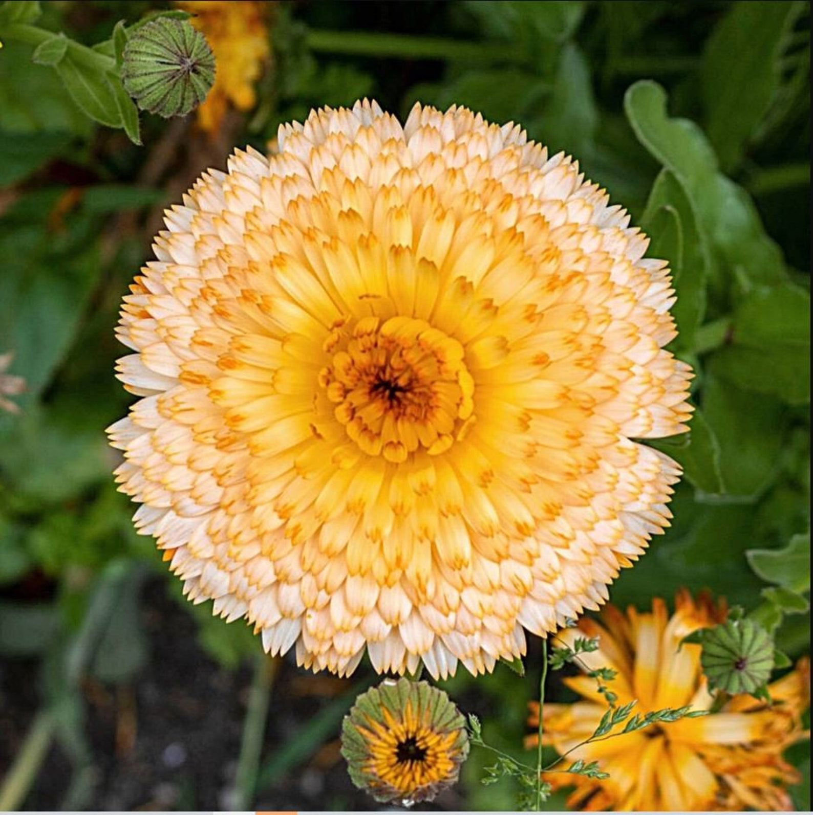 Pink Surprise Calendula Seeds - Authentic Seeds - Open-pollinating ...