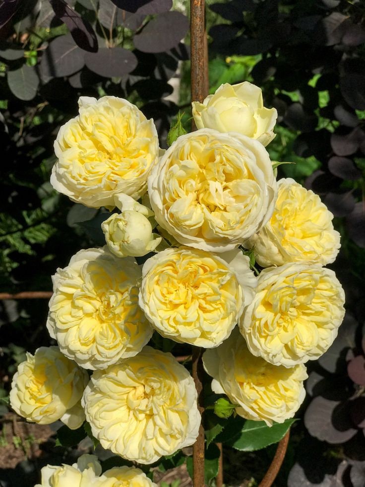 25 Yellow The Pilgrim Rose Bush Flower Seeds #A120 Rare Seeds BUY 3 GET ...