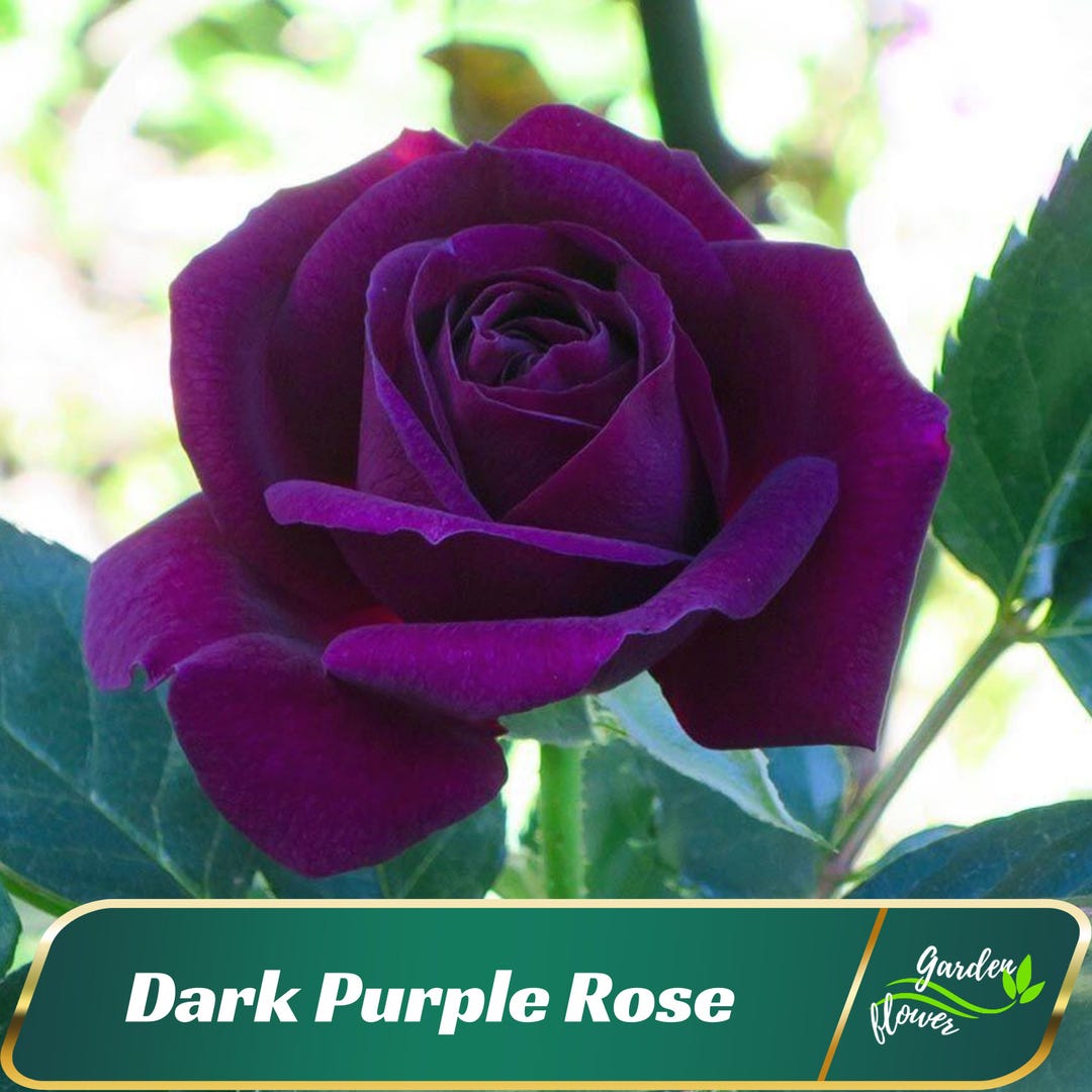 30+ Rare Seed| Dark Purple Rose Seeds - Perennial - Authentic Seeds ...